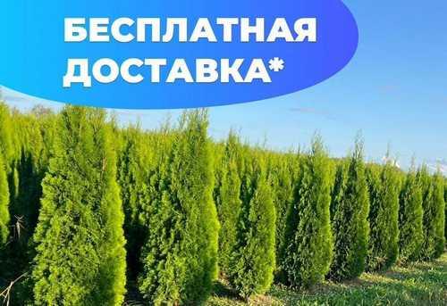 Туи с бесплатной доставкой