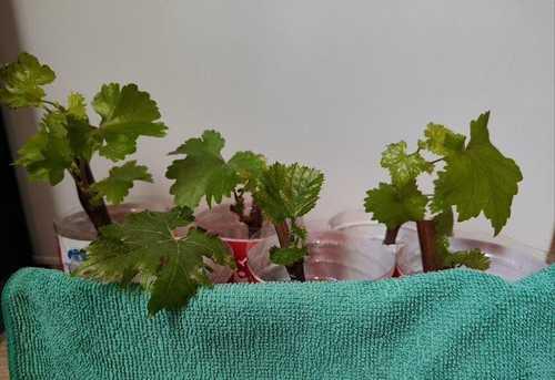 Вегетирующие саженцы винограда