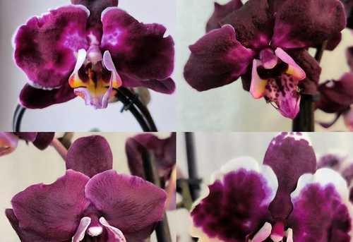 Орхидеи фаленопсис тёмные мутанты