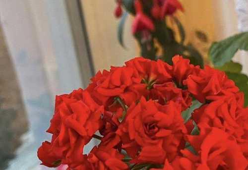 Пеларгония герань Красный Розебуд