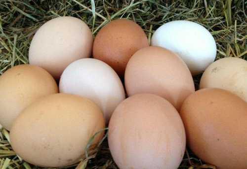 Домашние деревенские куриные яйца