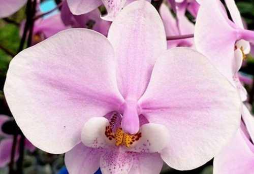 Орхидея шиллериана