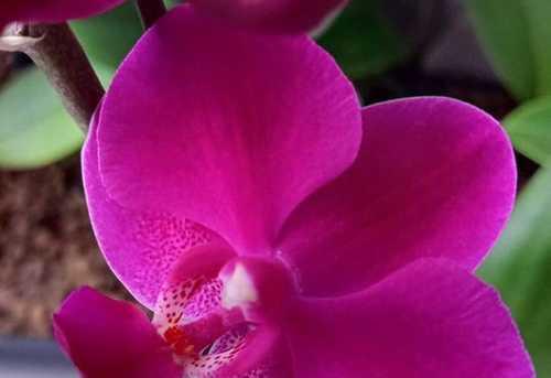 Цветущие орхидеи Азиатские