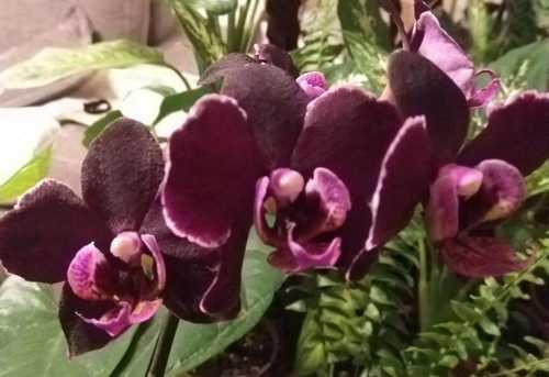 Орхидея фаленопсис редкие сорта