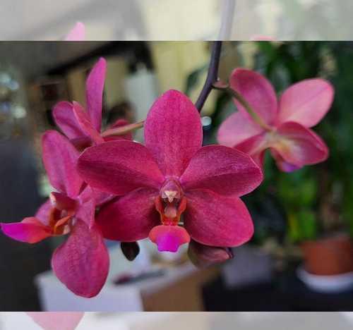 Орхидея Phalaenopsis Buddha's Treasure
