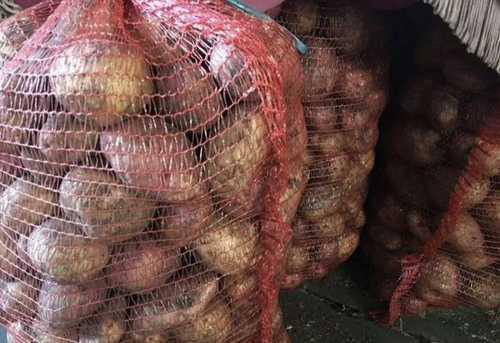 Продам картофель