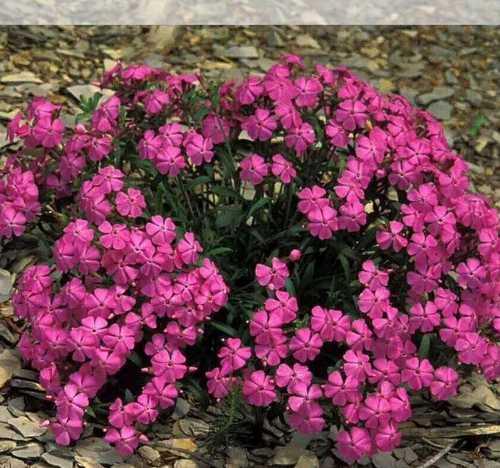 Семена многолетников часть 2