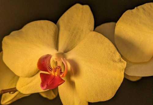 Орхидея цветущая Мирафлора