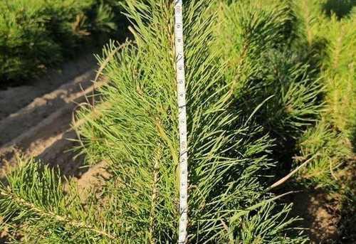 Сосна Обыкновенная окс/Pinus sylvestris