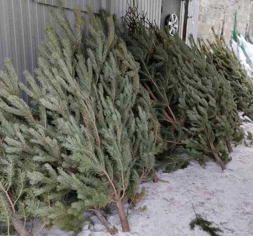 Ель живая, гирлянда в подарок