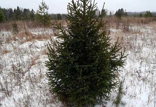Живые Елки Самовывоз Доставка