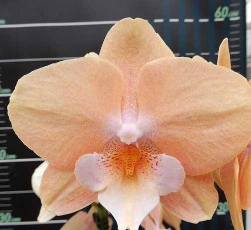 Орхидея Phal. YH06139