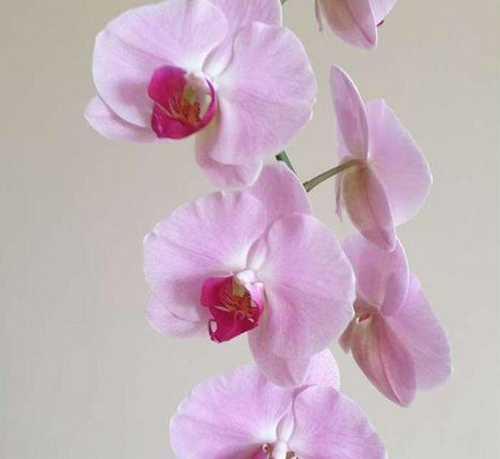 Орхидея фаленопсис Грандифлора