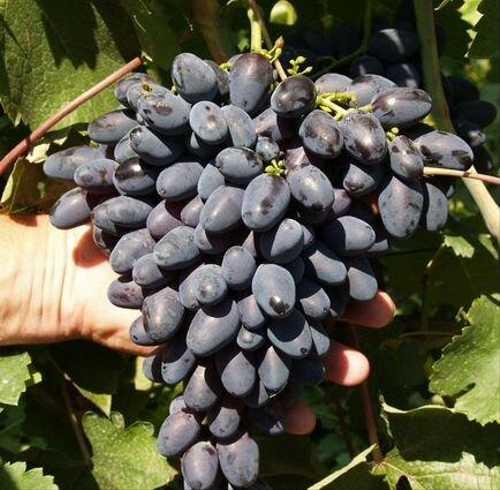 Саженцы винограда Атос ультраранний