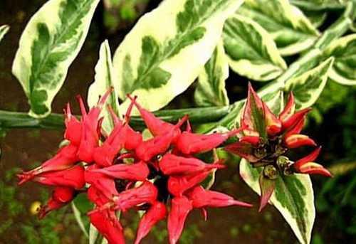 Экзотическое растение Педилантус комнатные цветы