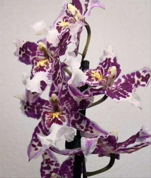 Орхидея ароматная Камбрия фиолетовая