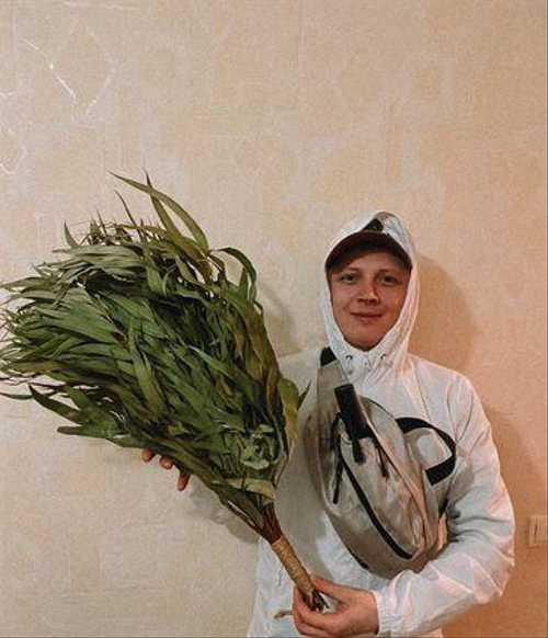 Эвкалипт из Абхазии