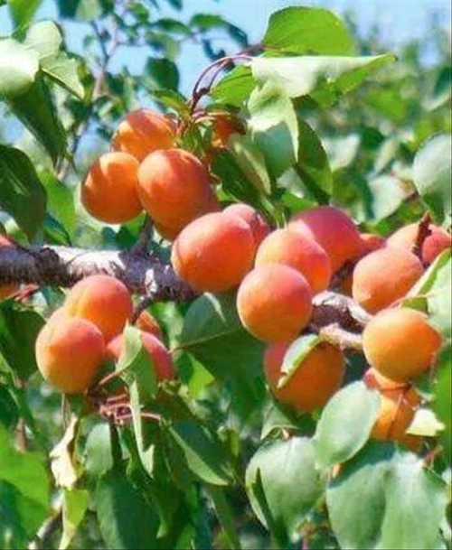 Саженцы абрикос амур