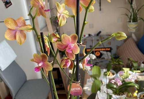 Орхидея фаленопсис Бронзовый будда