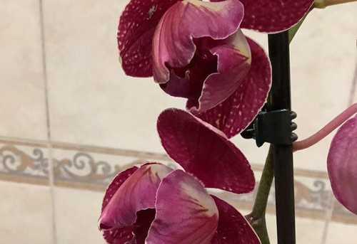 Орхидея фаленопсис Кимоно пелорик