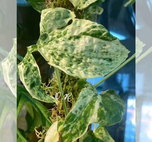 Эпипремнум amidrium medium variegata Т-02