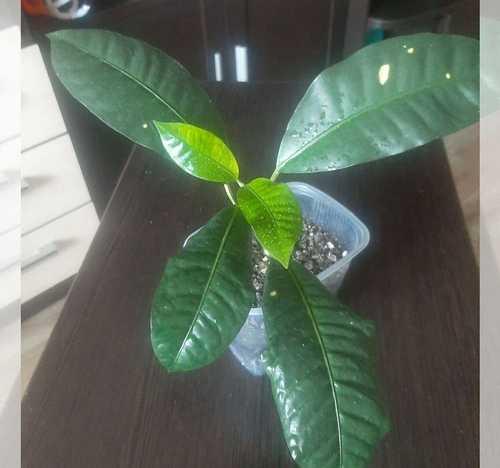 Кротон миссис айстон