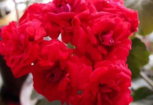 Red rosebud, Аnita, April snow