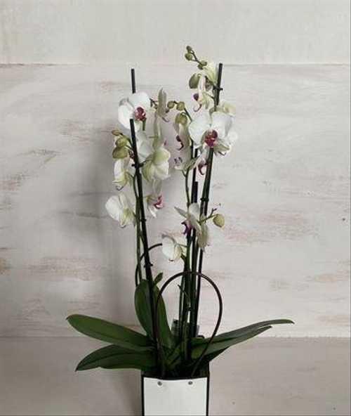 Орхидея фаленопсис белая 5-ствольная