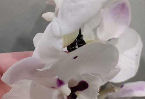 Орхидея Биг Лип Пуаро