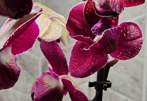 Орхидея фаленопсис пелорик Кимоно