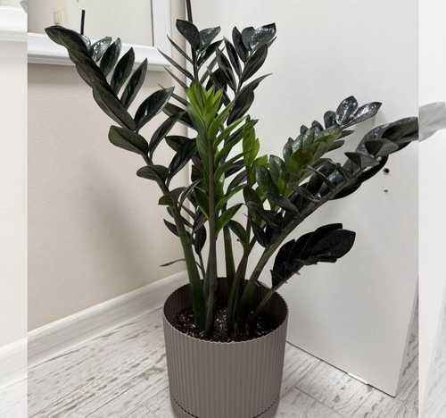 Замиокулькас равен