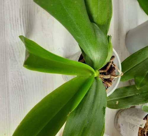 Орхидня фаленопсис Лиодоро