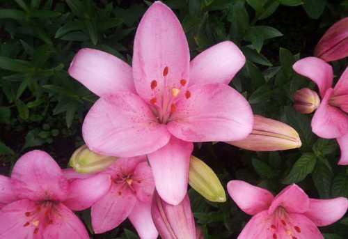 Срежу лилии многоцветковые