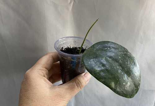 Хойя латифолия, солигамиана