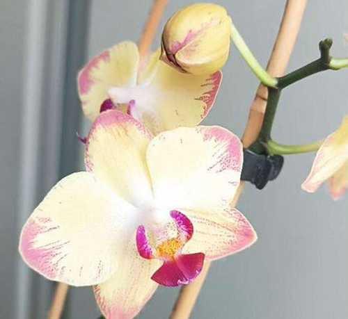 Орхидея фаленопсис, сорт попугай