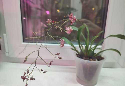 Орхидеи онцидиумы
