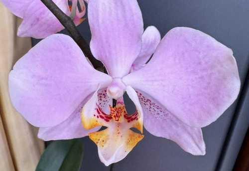 Цветет. Без названия. Орхидея