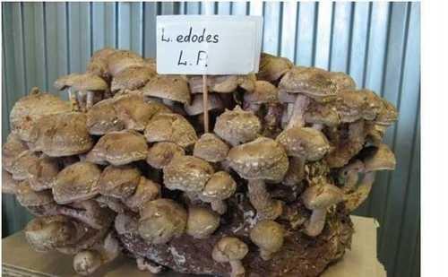 Готовые созревшие блоки гриба шиитаки