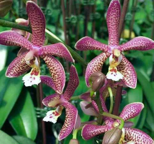 Орхидеи Фаленопсис Азия