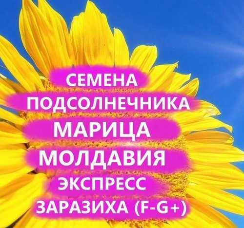Семена подсолнечника Марица Гибрид, Волгоград