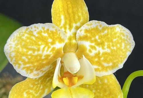 Орхидея phal. Yaphon Golden Leopard