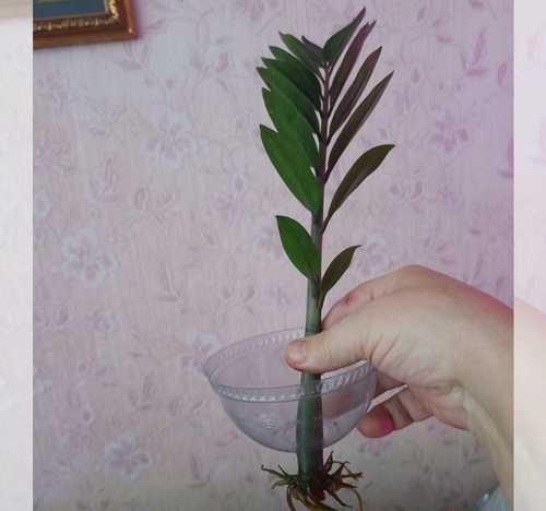 Замиокулькас Лима