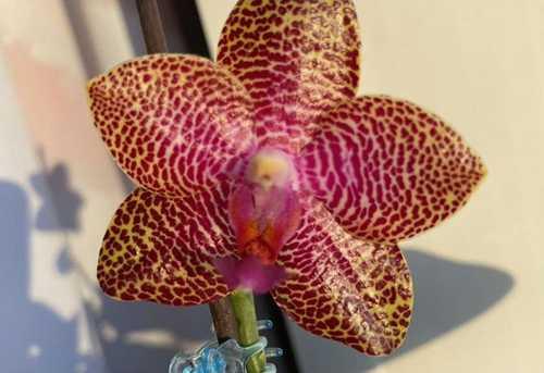 Орхидея MCL141 Mituo Gigan Dragon 'Litchi'