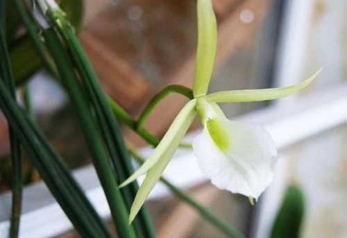 Орхидея Brassavola nodosa
