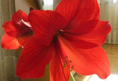 Комнатный цветок ярко красный Гиппеаструм