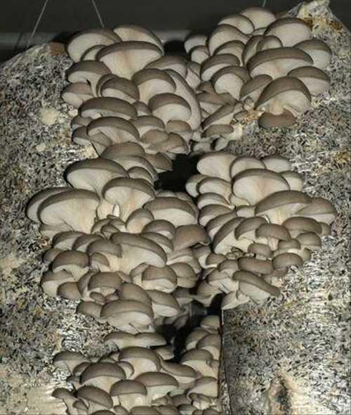Зерновой мицелий Вешенки и других грибов