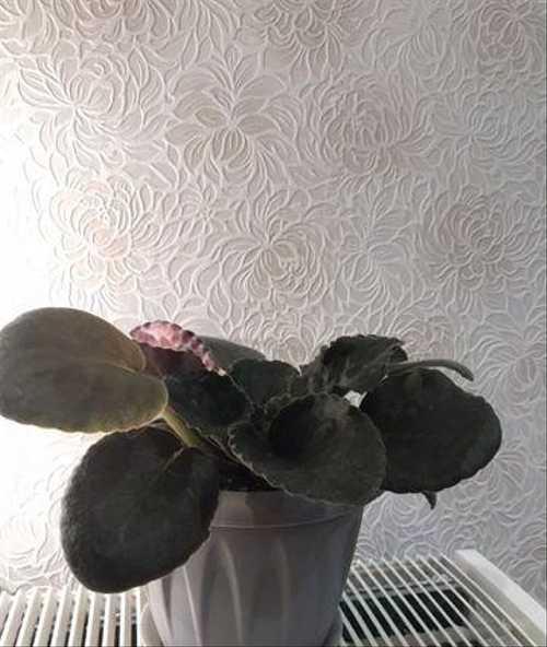 Фиалка