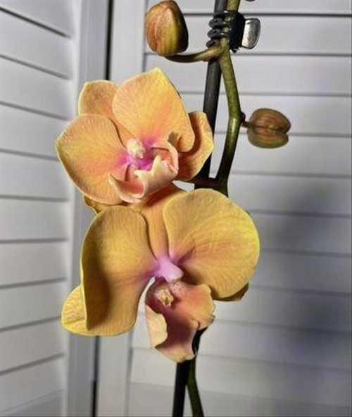Отцвел Орхидея фаленопсис Биглип оранж
