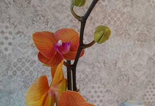 Орхидея фаленопсис европейские цветут