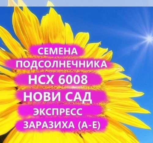 Семена подсолнечника нсх 6008 Гибрид нс, Волгоград